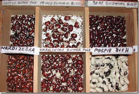 Adelaide Kitchen Gardeners: What bean is that?